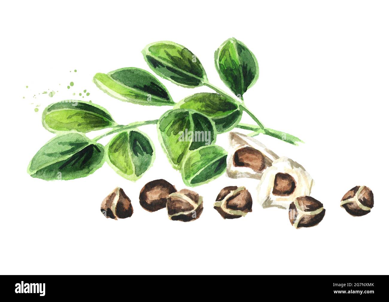 Herbal Moringa leaves with seeds. Watercolor hand drawn illustration ...