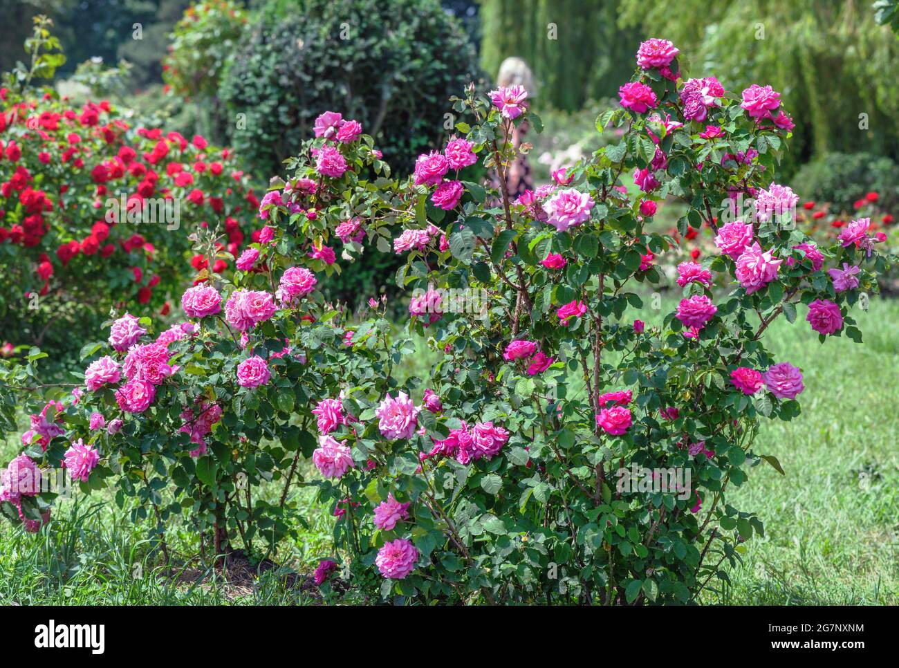 Beautiful bushes of roses in the botanical garden of Kiev, Ukraine ...