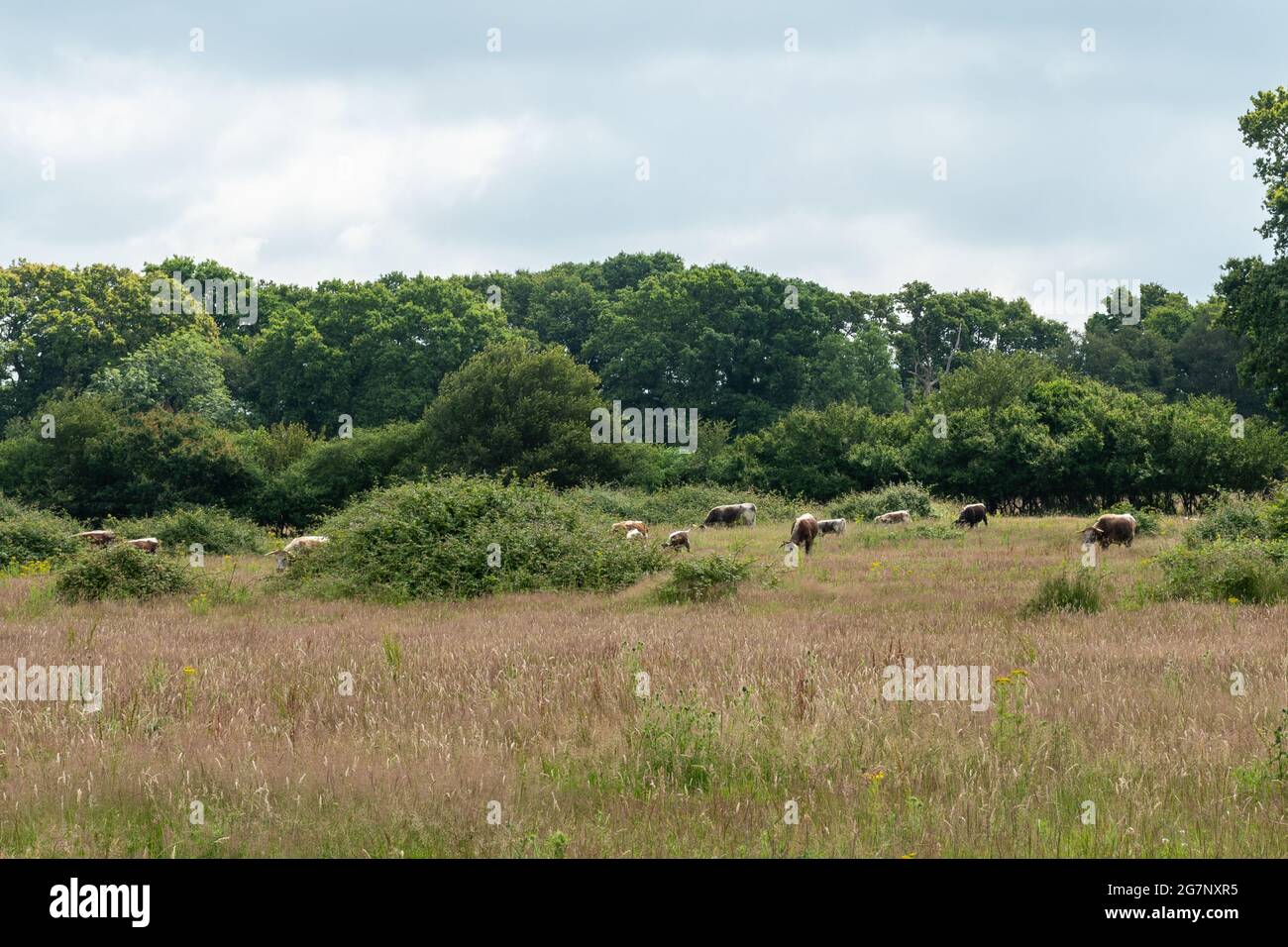 Old English Longhorn cattle, a traditional hardy breed, grazing the ...