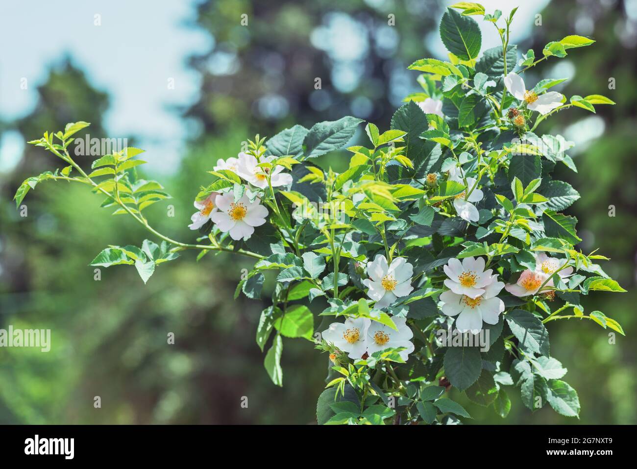 The Eskimo groundcover white rose is characterized by its white flowers ...