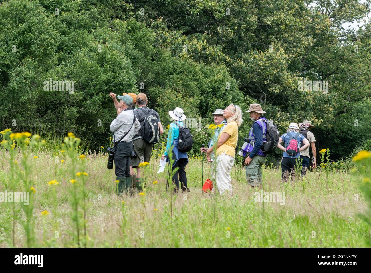 A group of visitors on the purple emperor butterfly trail at the Knepp ...