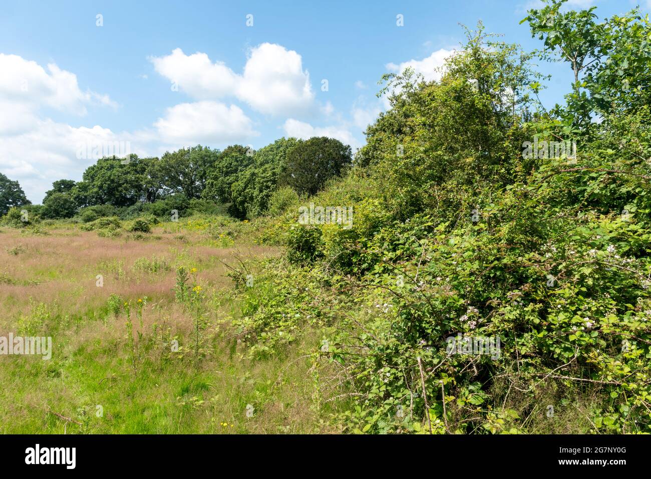 Wild countryside view at the Knepp Estate Wildland, a pioneering ...