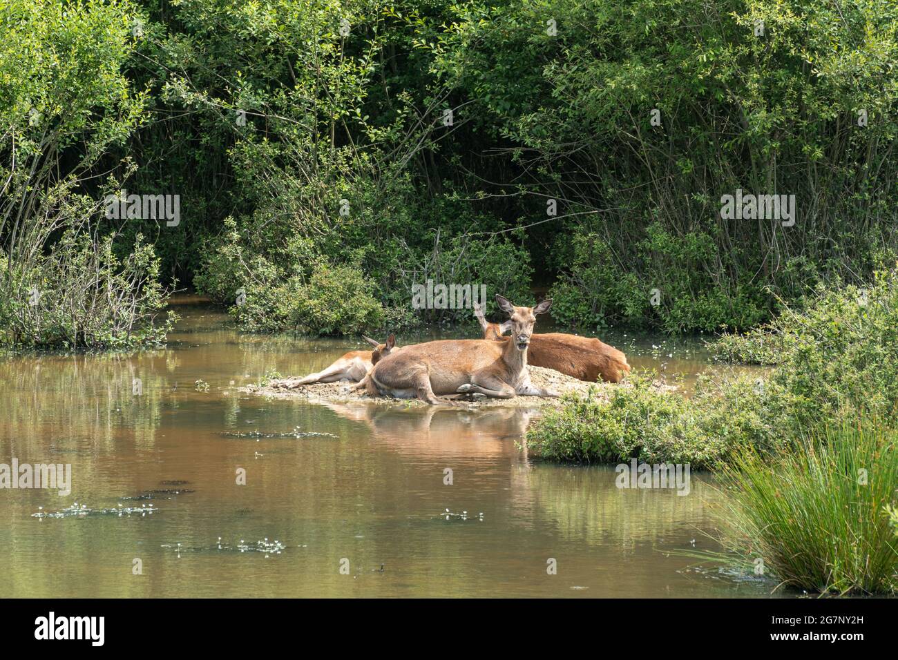 Knepp rewilding project hi-res stock photography and images - Alamy