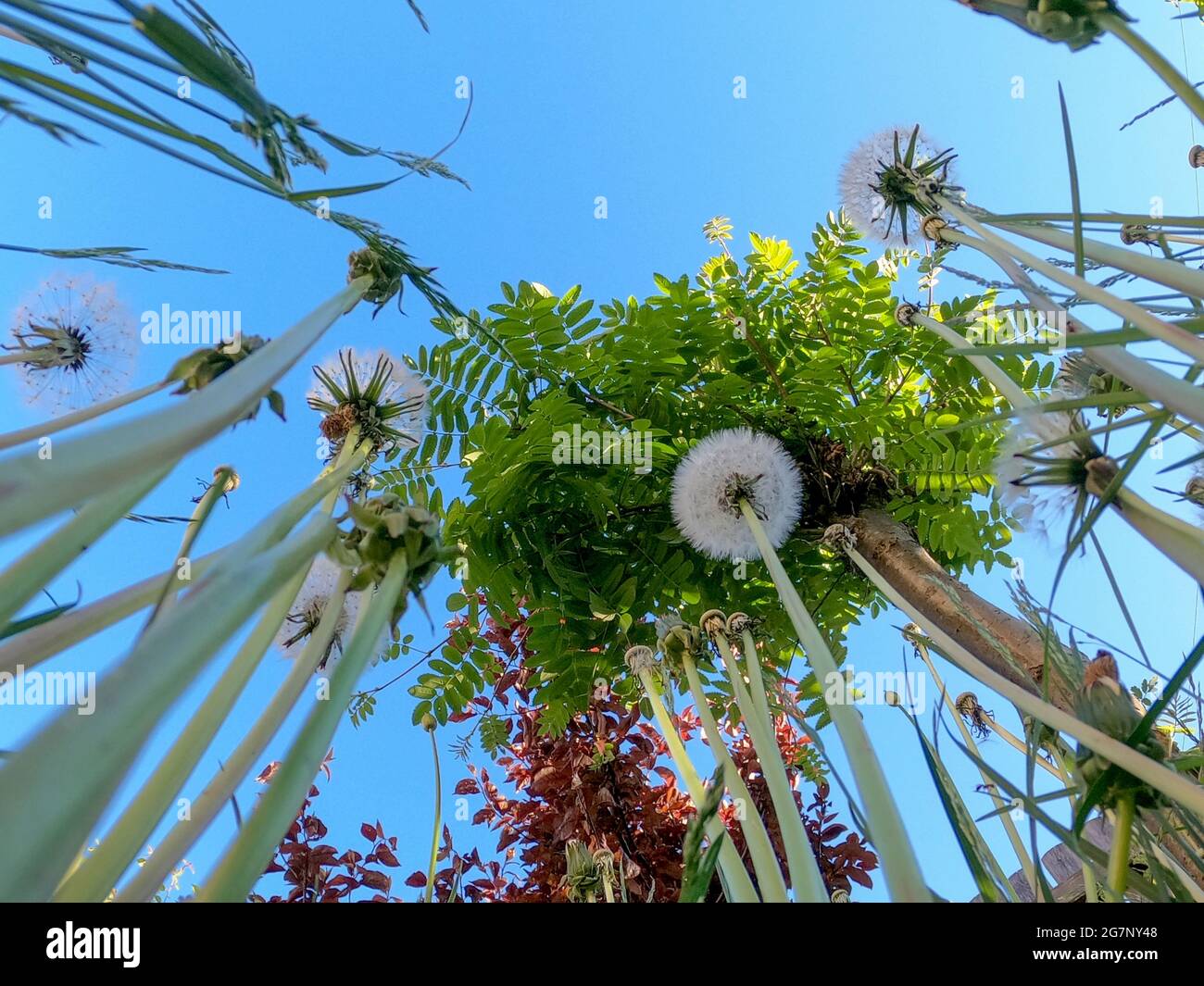 Tall dandelions hi-res stock photography and images - Alamy