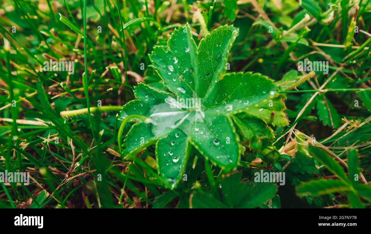 Plants under rain in garden hi-res stock photography and images - Alamy