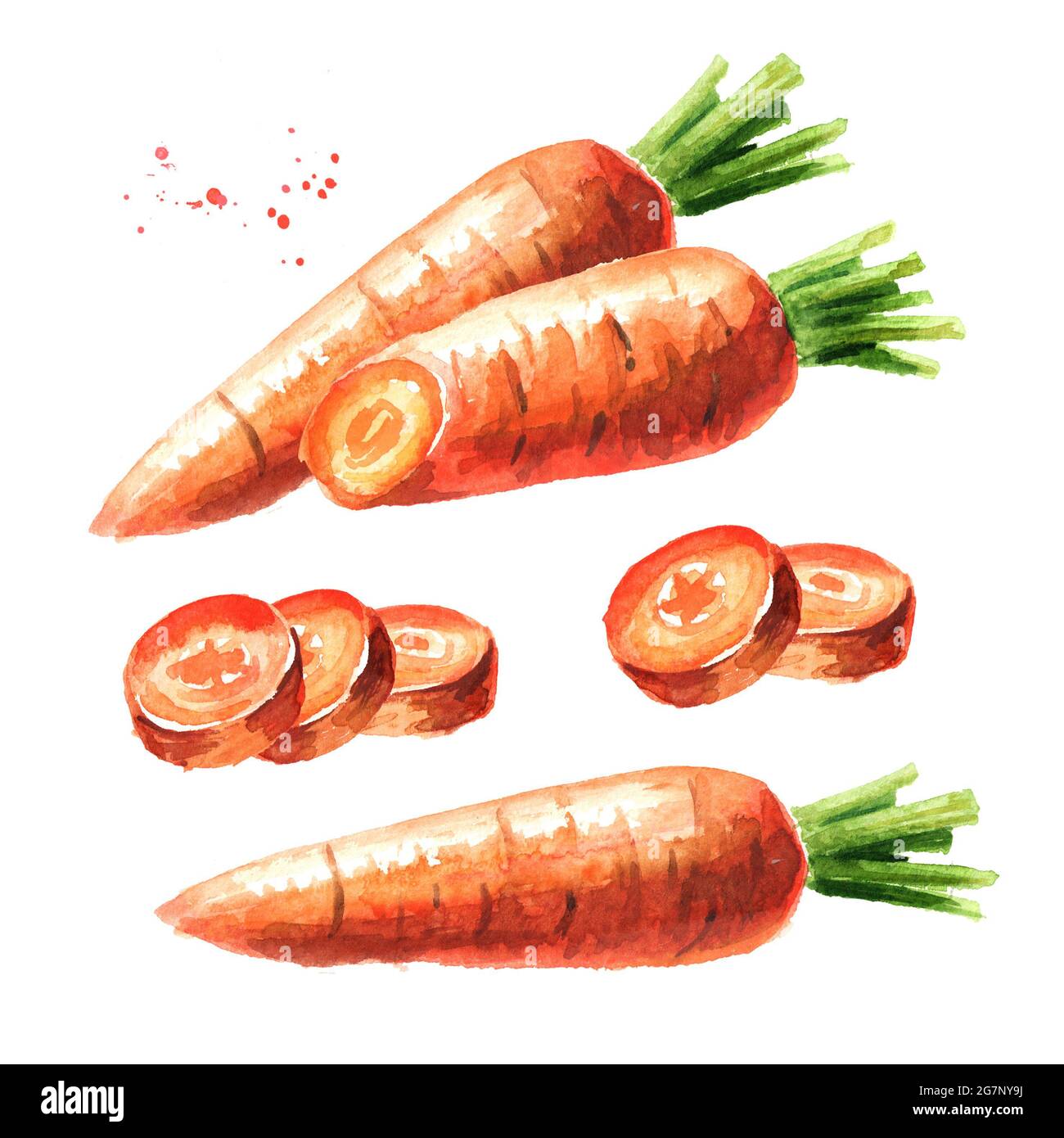 Carrot with cut pieces set. Watercolor hand drawn illustration ...