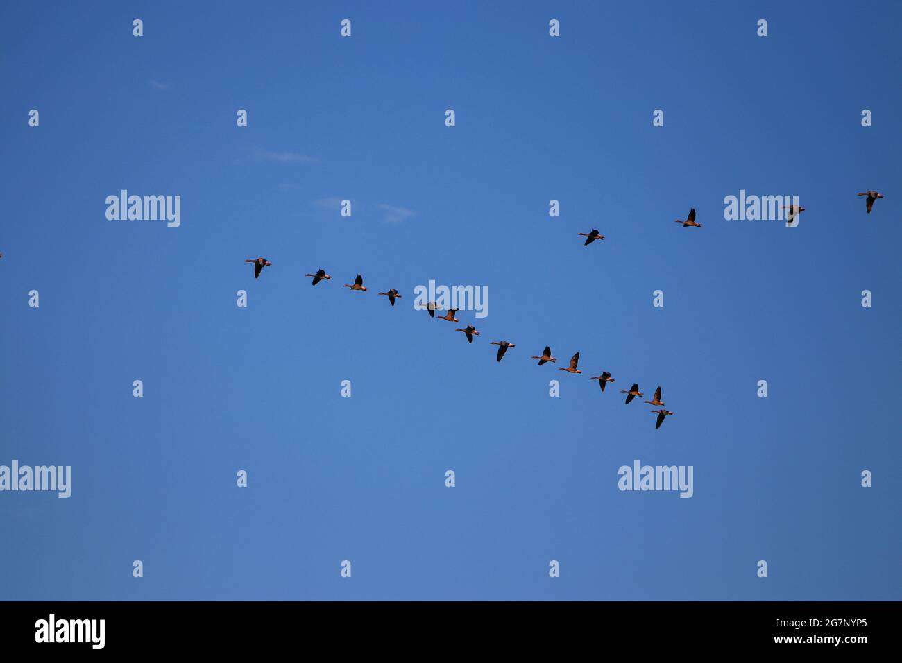 Low angle shot of a group of birds flying under the blue sky Stock ...