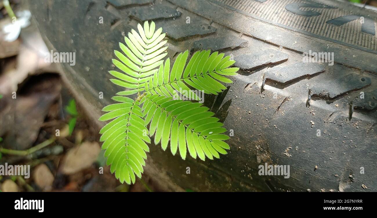 Selective focus shot of a plant on a tire in nature Stock Photo - Alamy