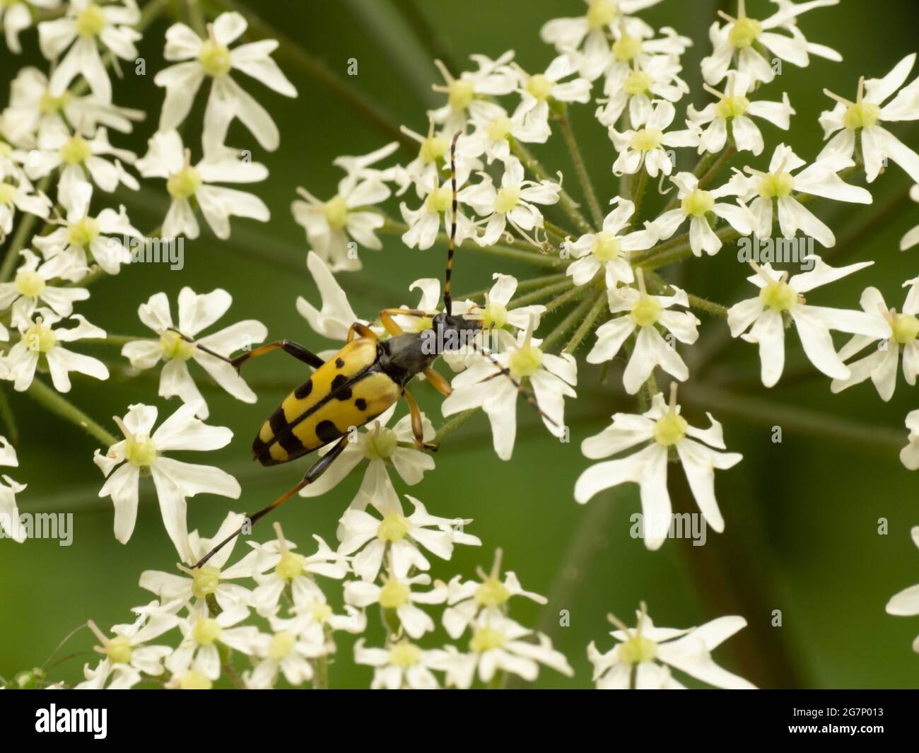 Spotted Longhorn Yellow Black Longhorn Beetle High Resolution Stock ...