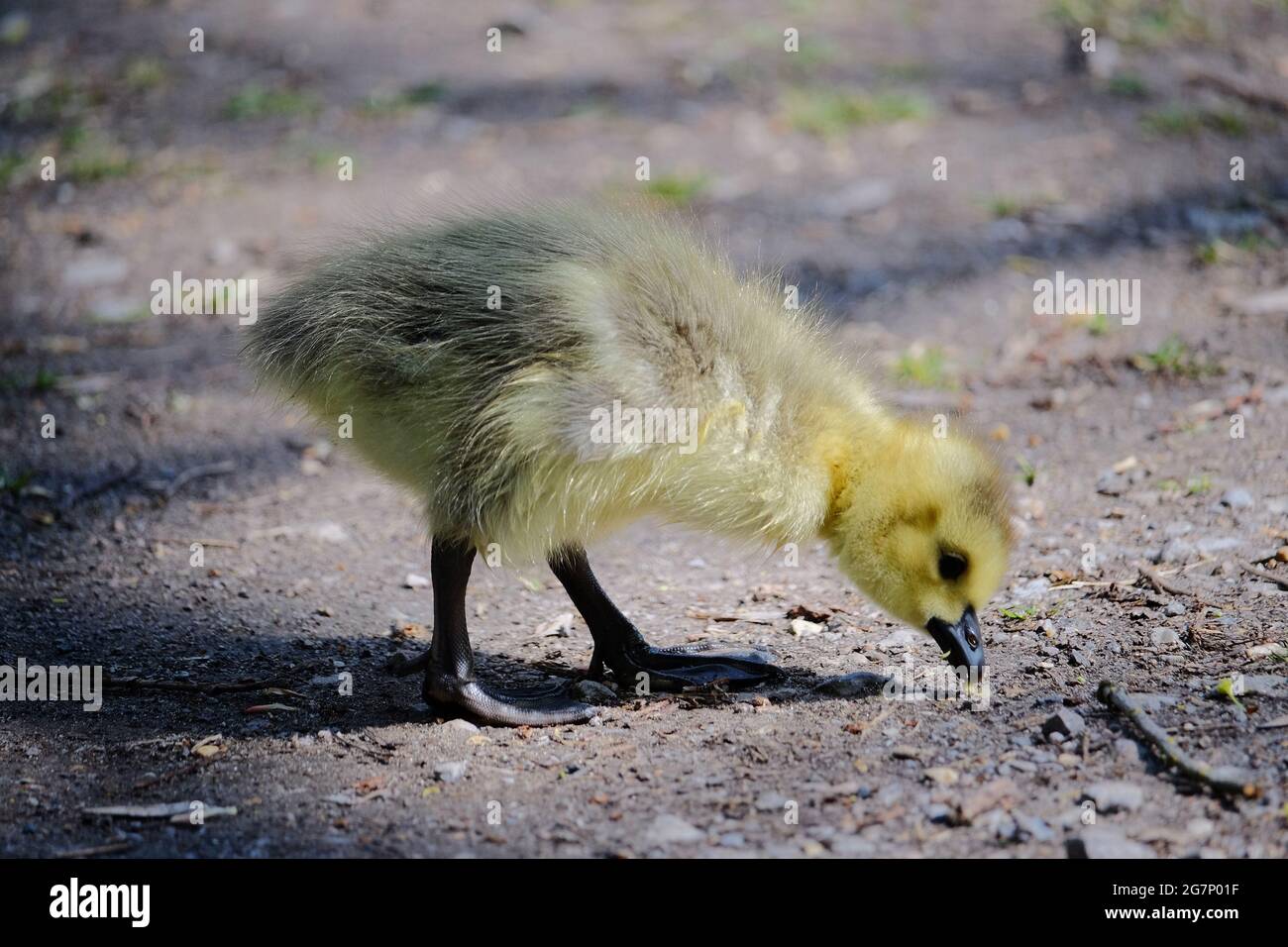 Closeup of a duckling picking food from the ground Stock Photo - Alamy