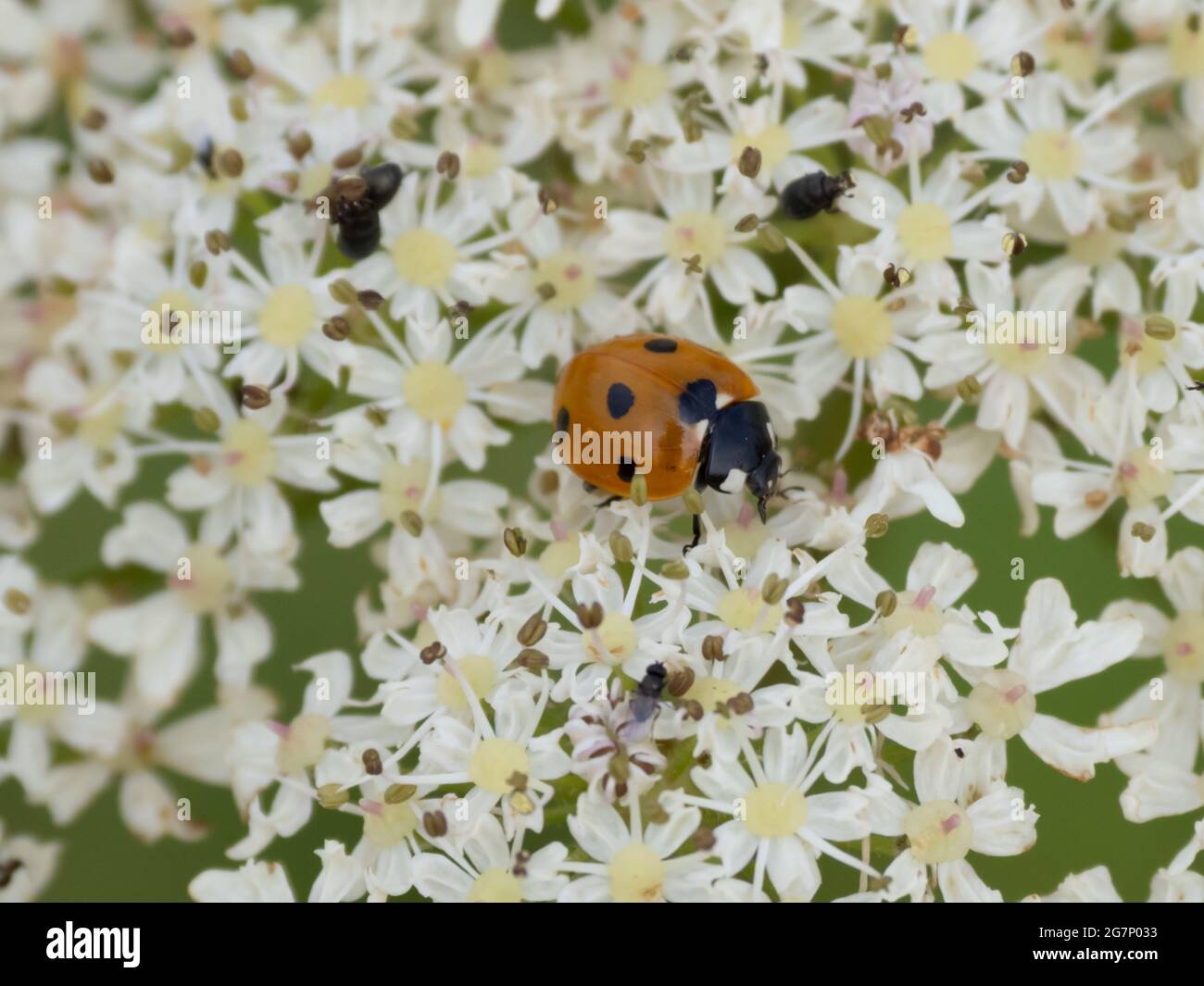 Coleoptera coccinellidae ladybug hi-res stock photography and images ...