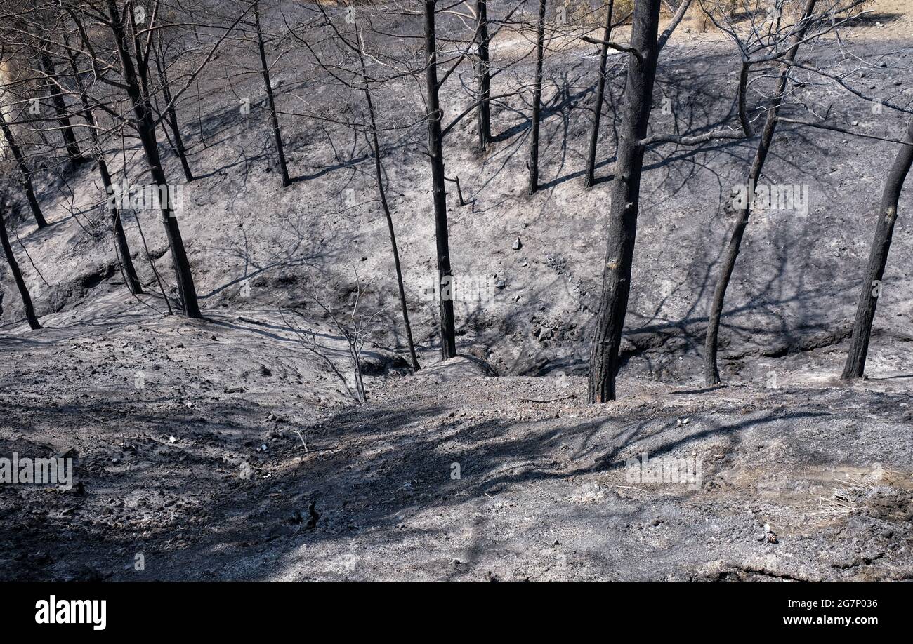 Burned forest with trees and ashes on the ground. Forest fire nature disaster Stock Photo - Alamy