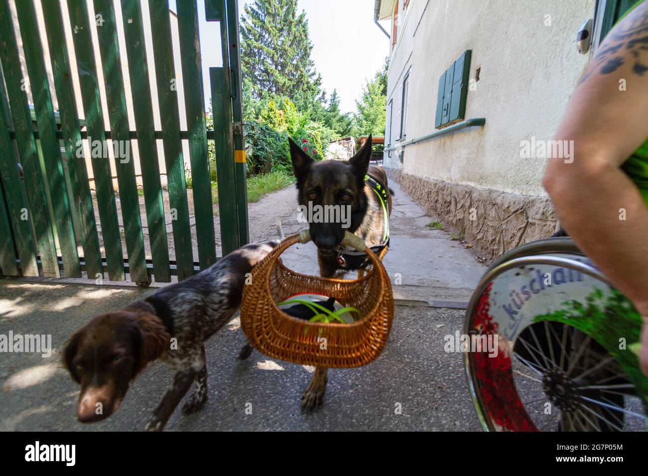 Daily life in a wheelchair Stock Photo - Alamy
