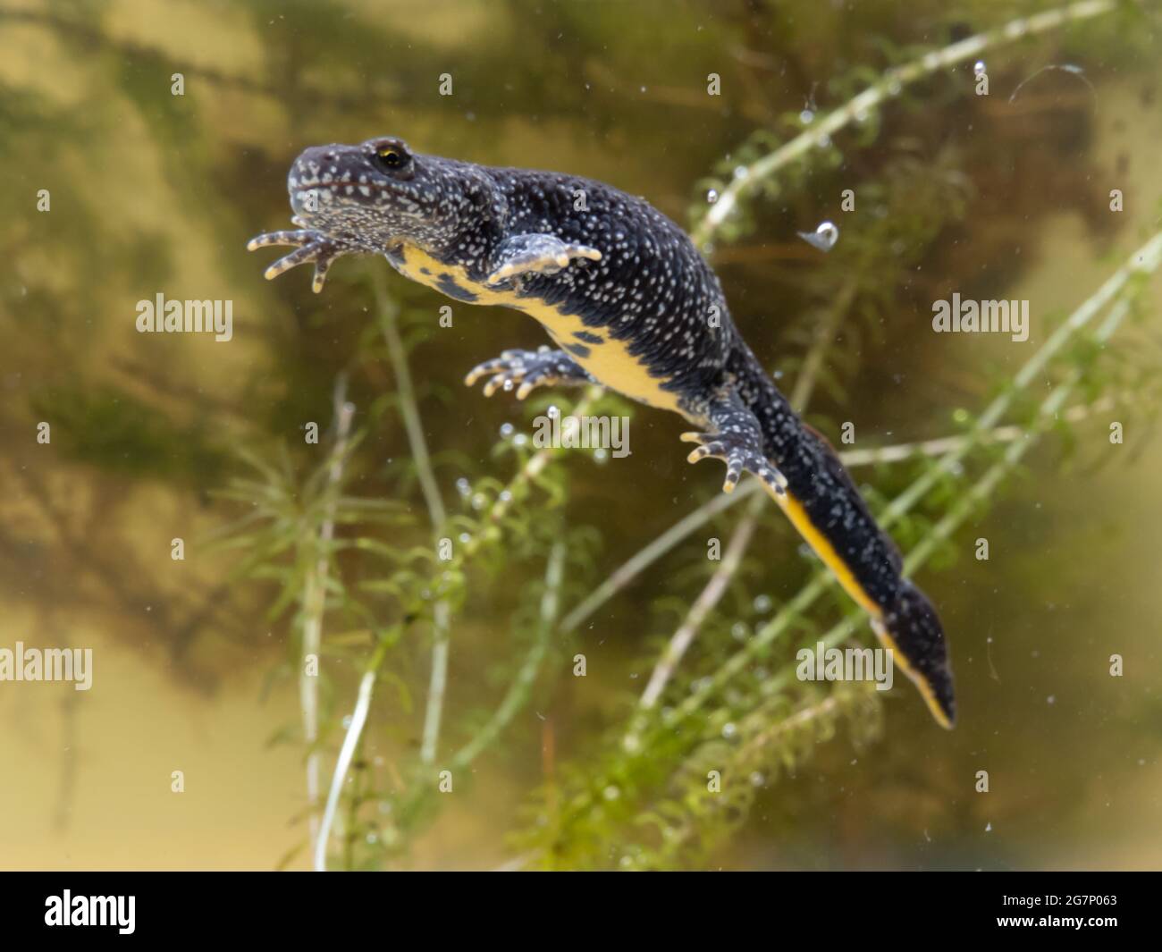 Great Crested Newt also known as the Northern Crested Newt, or Warty ...