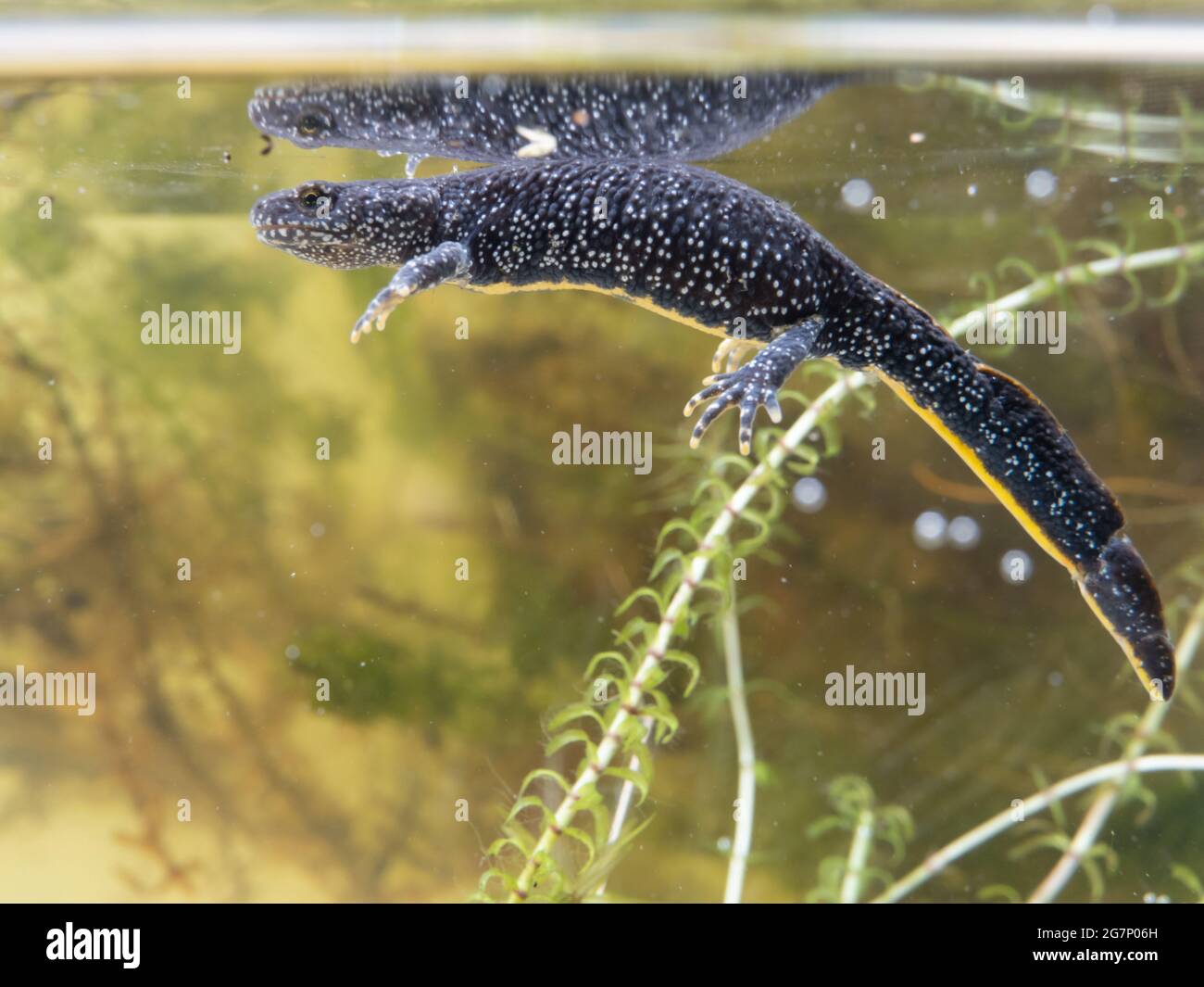 Great Crested Newt also known as the Northern Crested Newt, or Warty ...