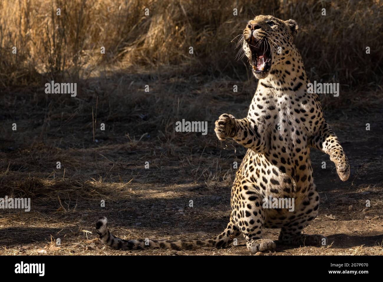 Angry roaring leopard on its feet Stock Photo - Alamy