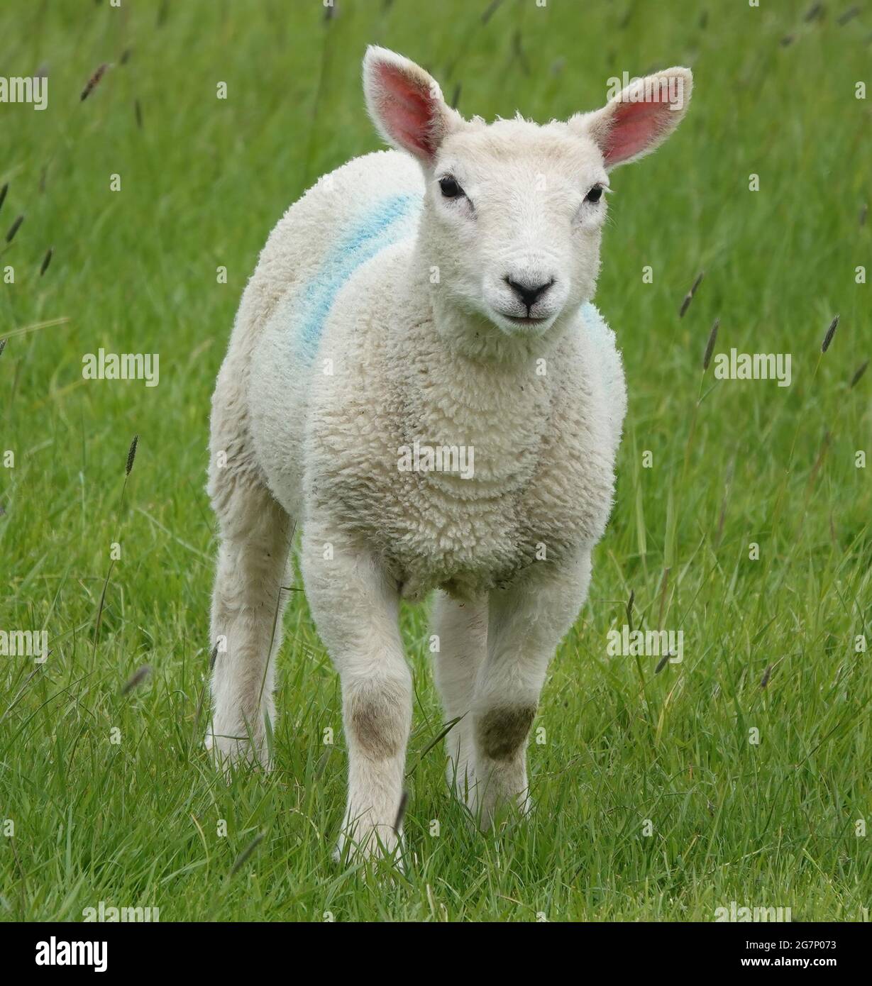 Small white sheep with blue parts standing alone in the middle of a ...