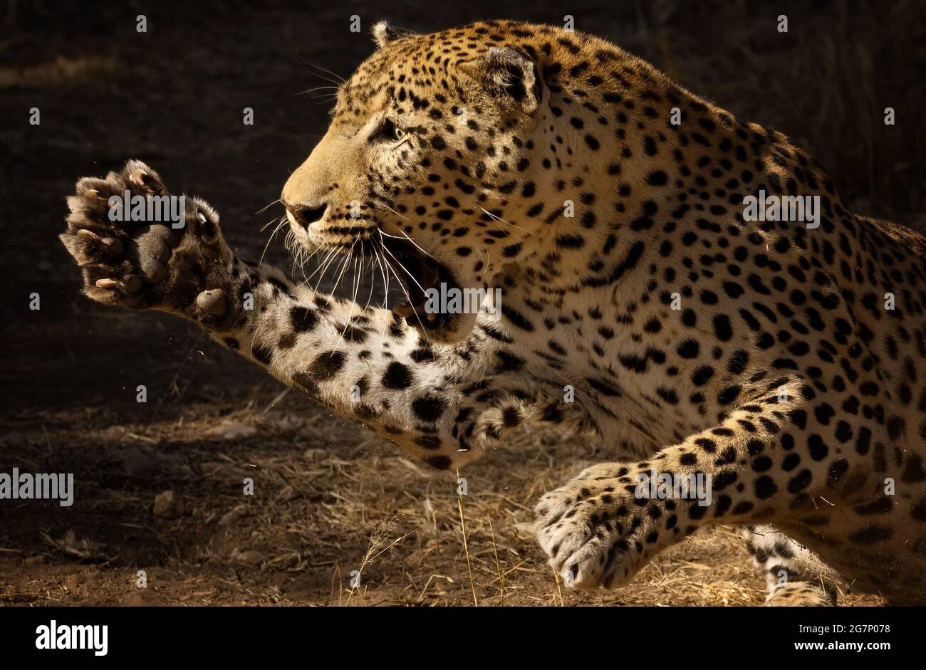 Selective of an angry leopard attacking out Stock Photo - Alamy