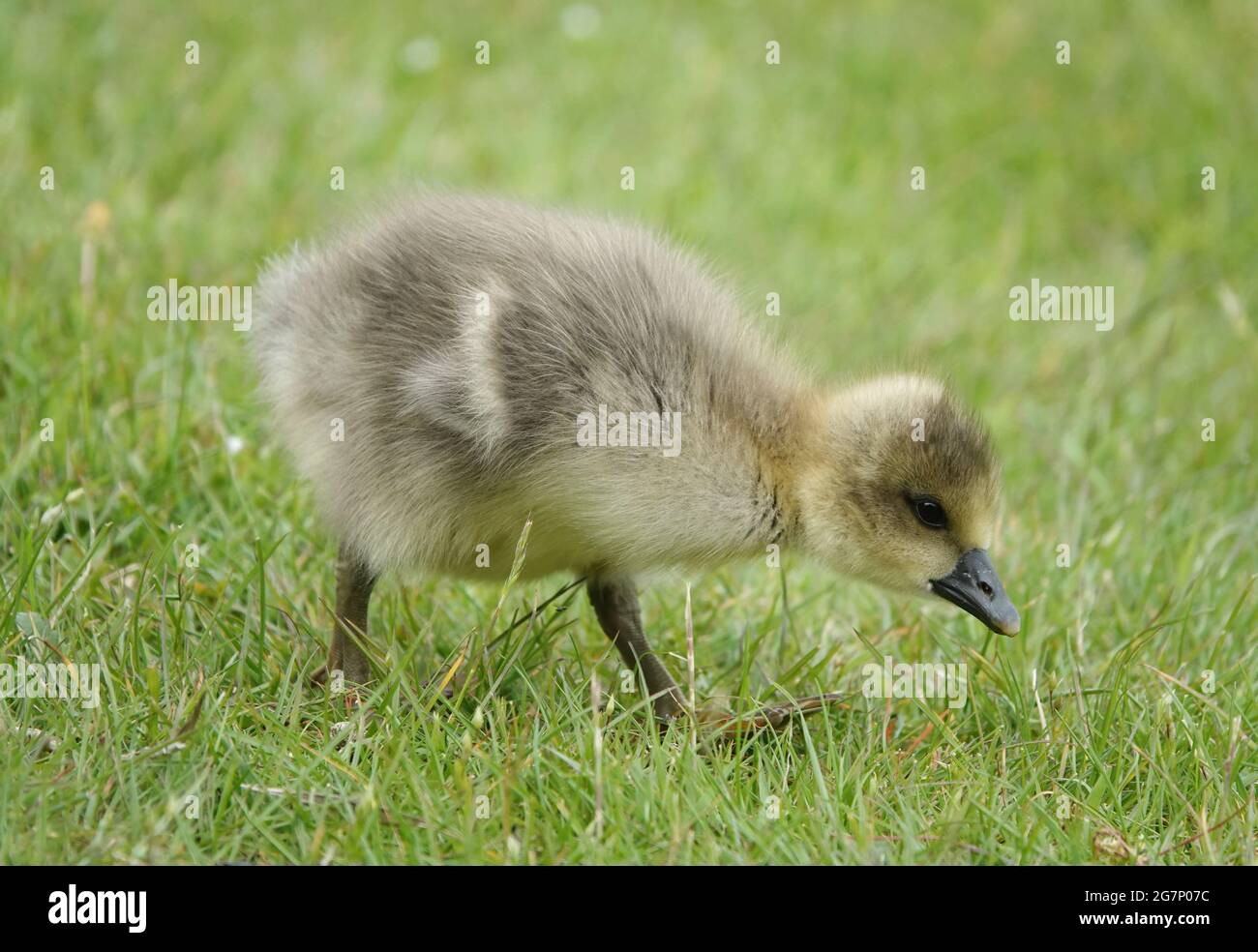 Closeup image of a small graylag gosling bird walking alone on the ...