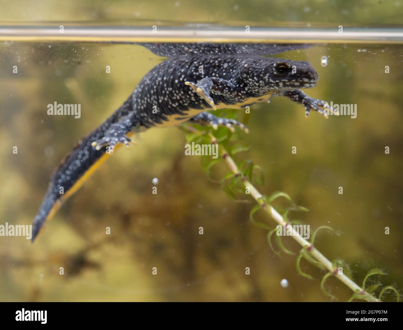 Great Crested Newt also known as the Northern Crested Newt, or Warty ...
