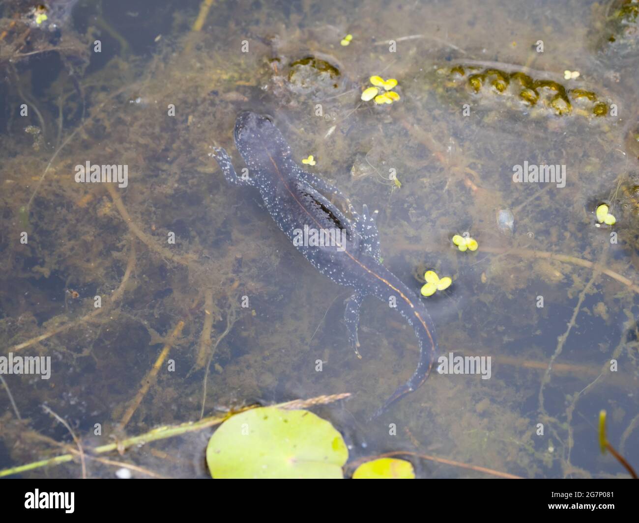 Great Crested Newt also known as the Northern Crested Newt, or Warty ...