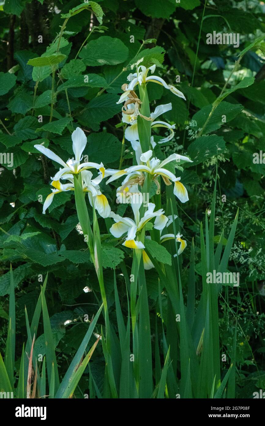 White iris in bloom Stock Photo - Alamy