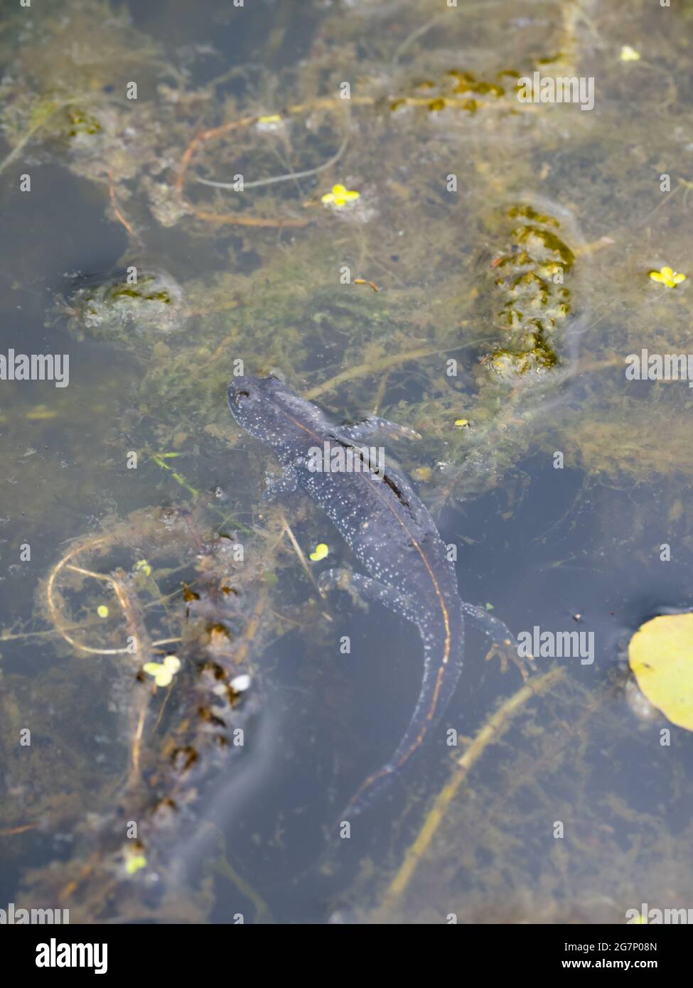 Great Crested Newt also known as the Northern Crested Newt, or Warty ...