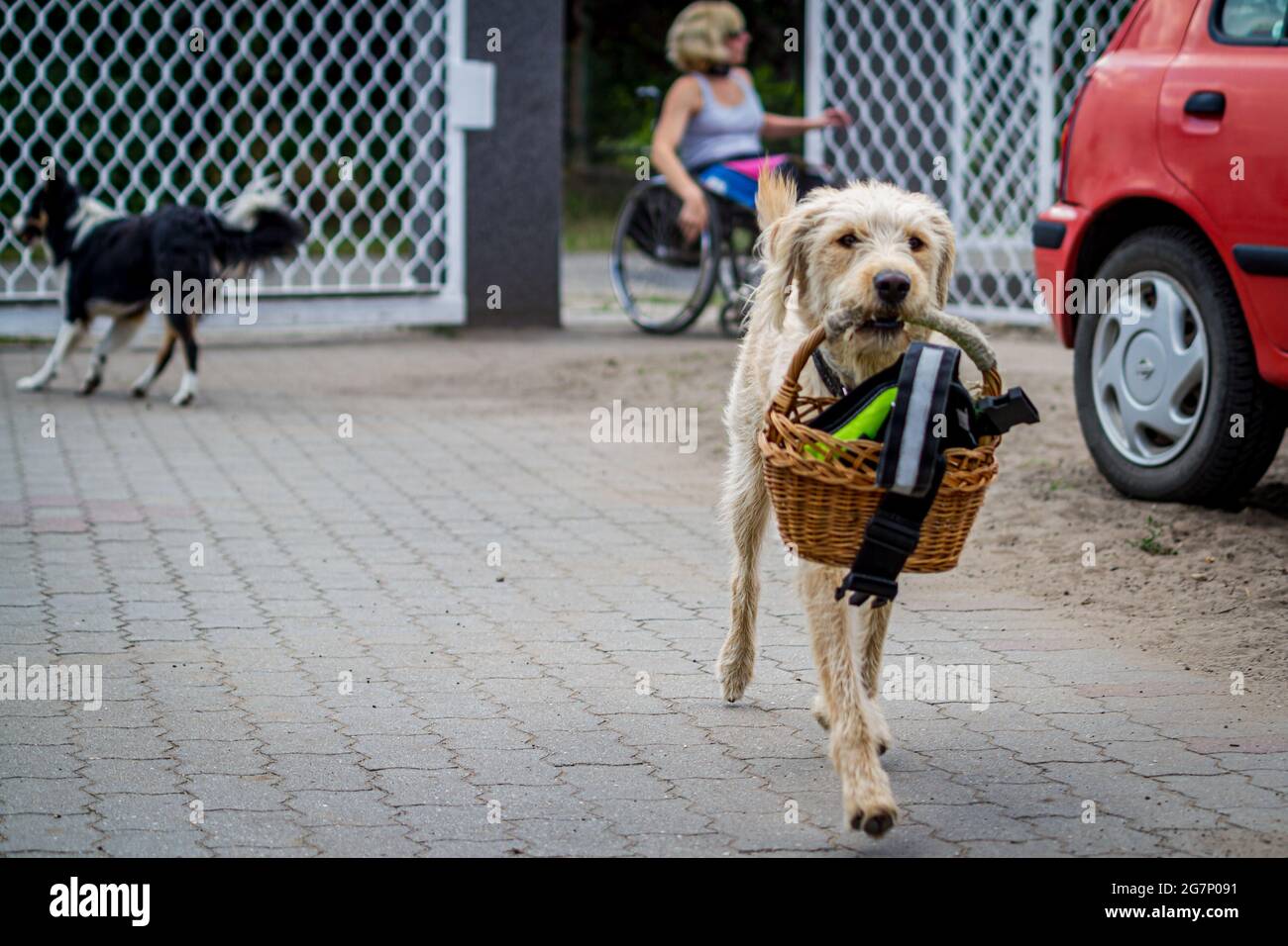 Daily life in a wheelchair Stock Photo - Alamy