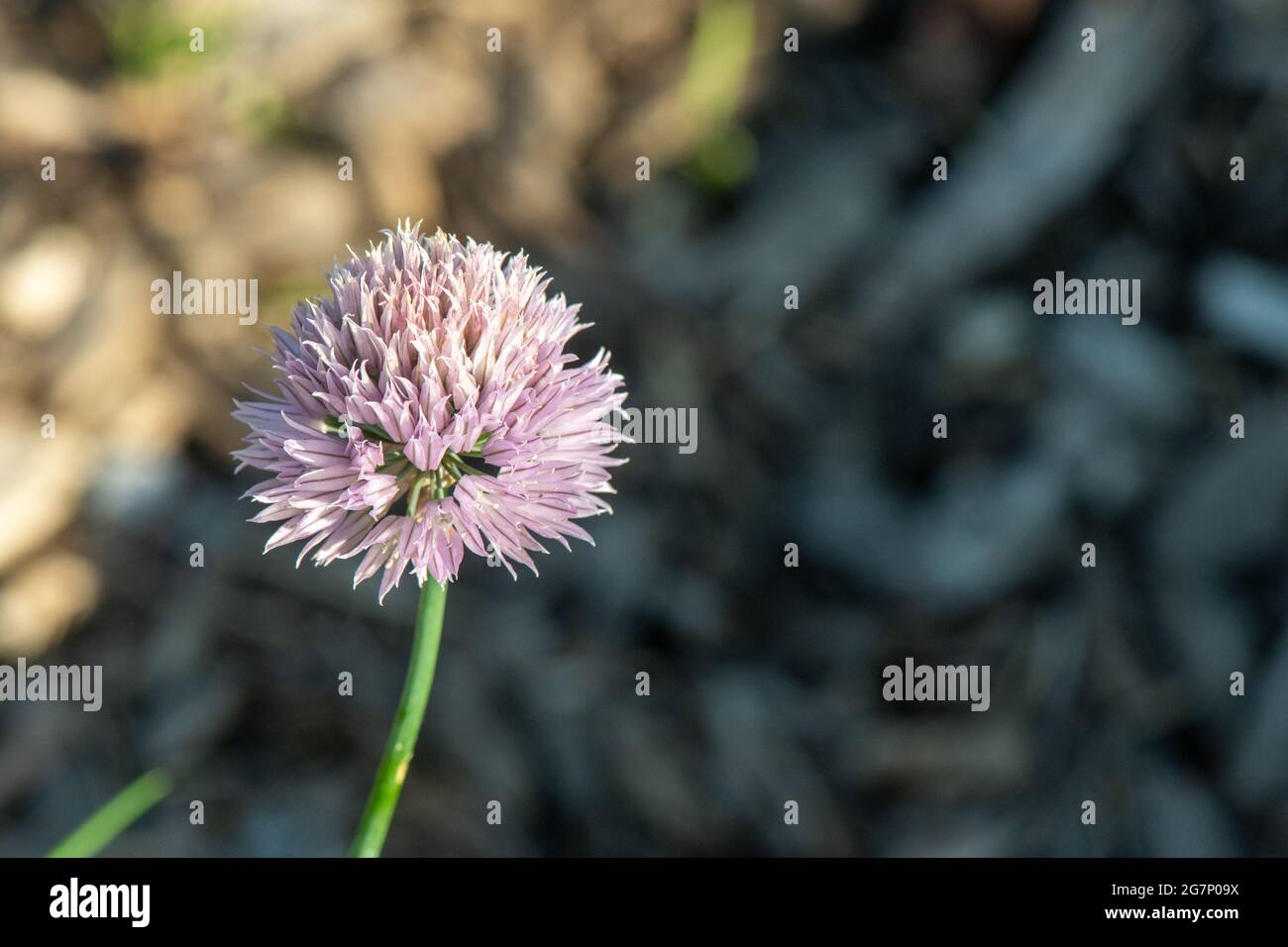 Clive field hi-res stock photography and images - Alamy
