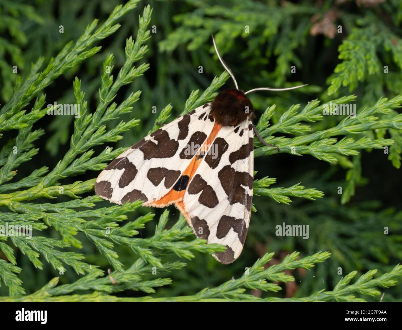 A Garden Tiger Moth or Great Tiger Moth (Arctia caja) resting on a ...