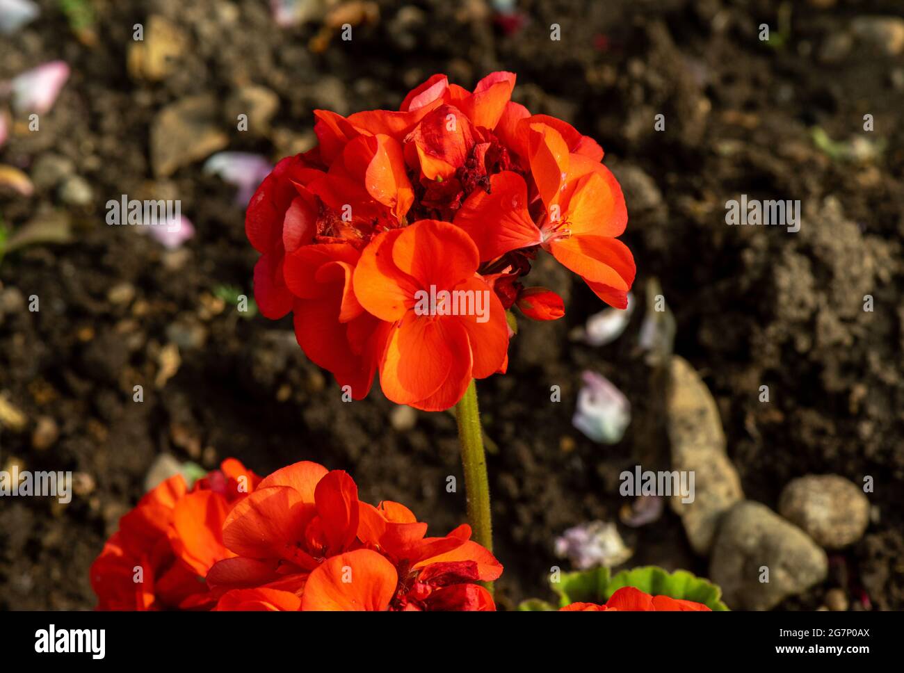 Orange geranium hi-res stock photography and images - Alamy