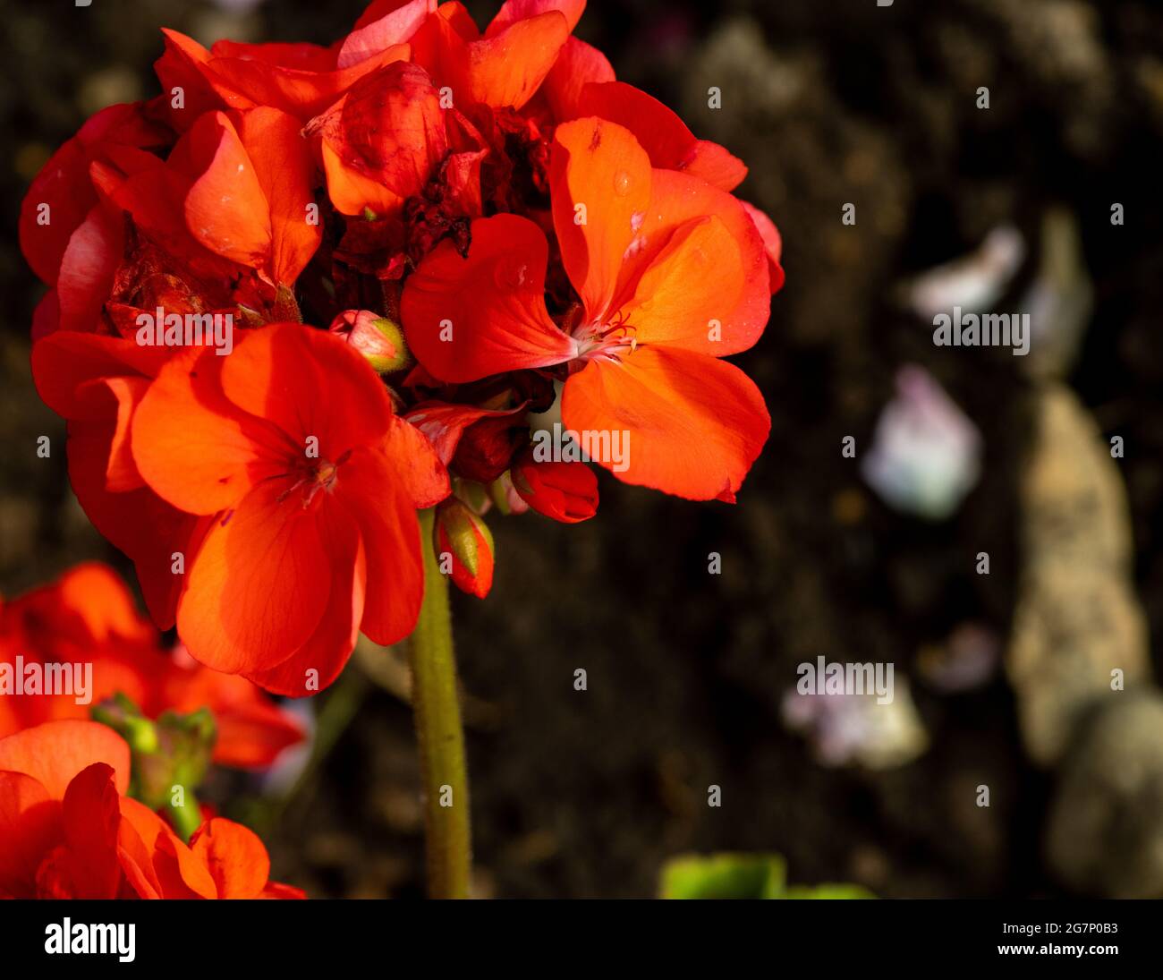 Orange geranium hi-res stock photography and images - Alamy