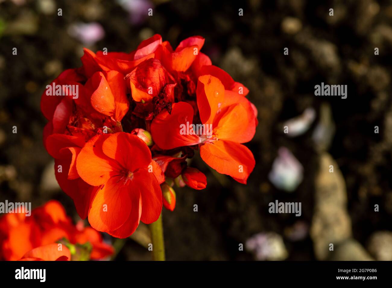 Orange geranium hi-res stock photography and images - Alamy