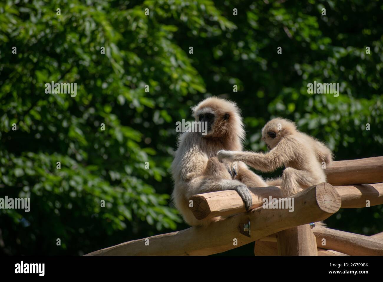 Gibbon monkeys hi-res stock photography and images - Alamy