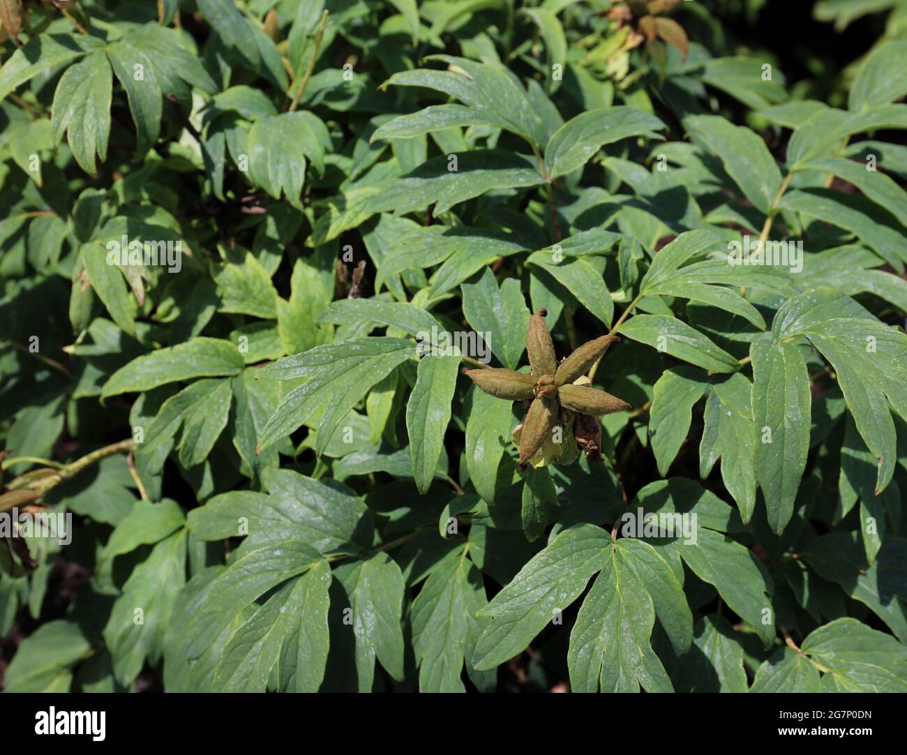 A Tree Peony with a seed pod in the summer in Wisconsin Stock Photo - Alamy