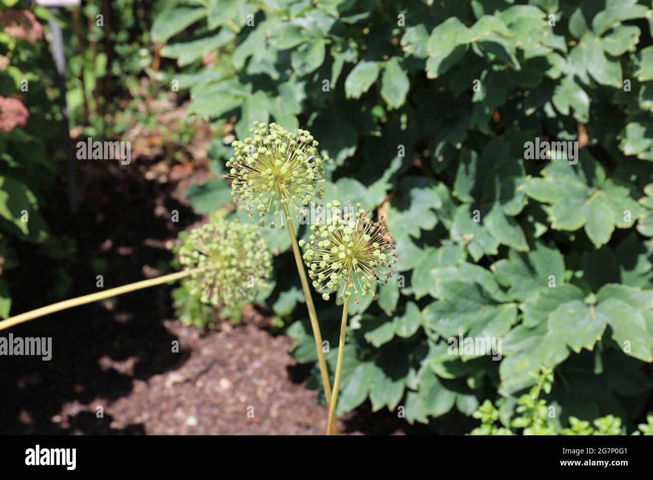 Close up of Allium flowerheads gone to seed in a garden in the summer ...