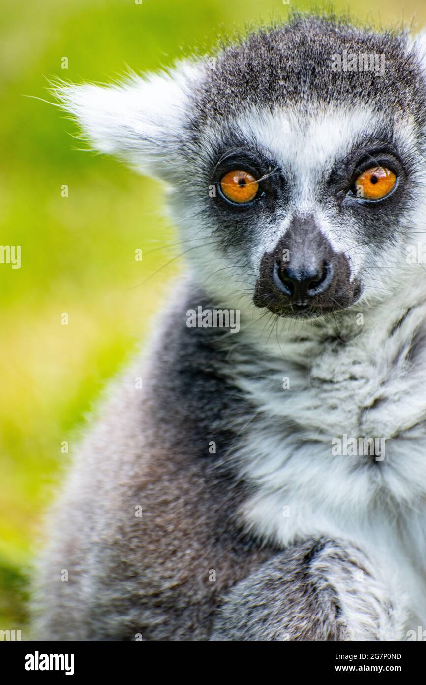 Portrait of a funny ring-tailed lemur (Lemur catta)looking at the ...
