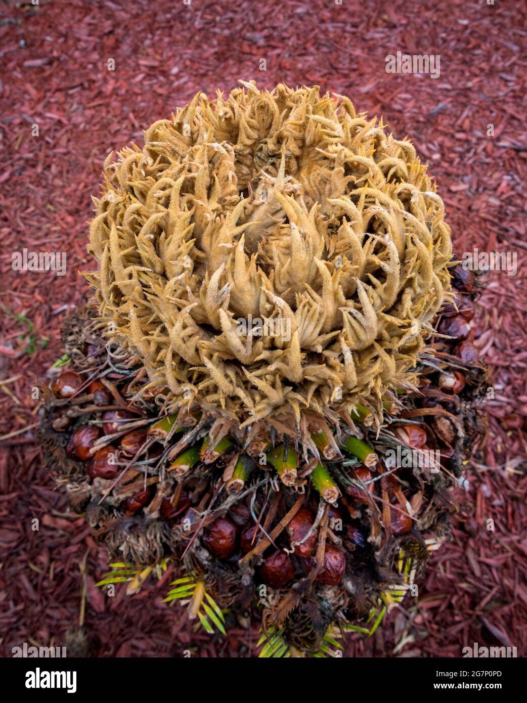 Sago palm cone hi-res stock photography and images - Alamy
