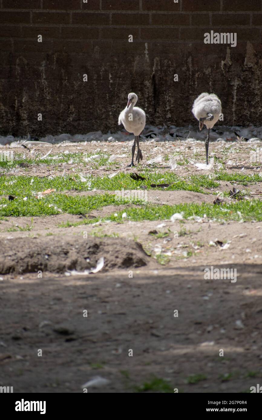 Flock of ostrich birds in a zoo Stock Photo - Alamy