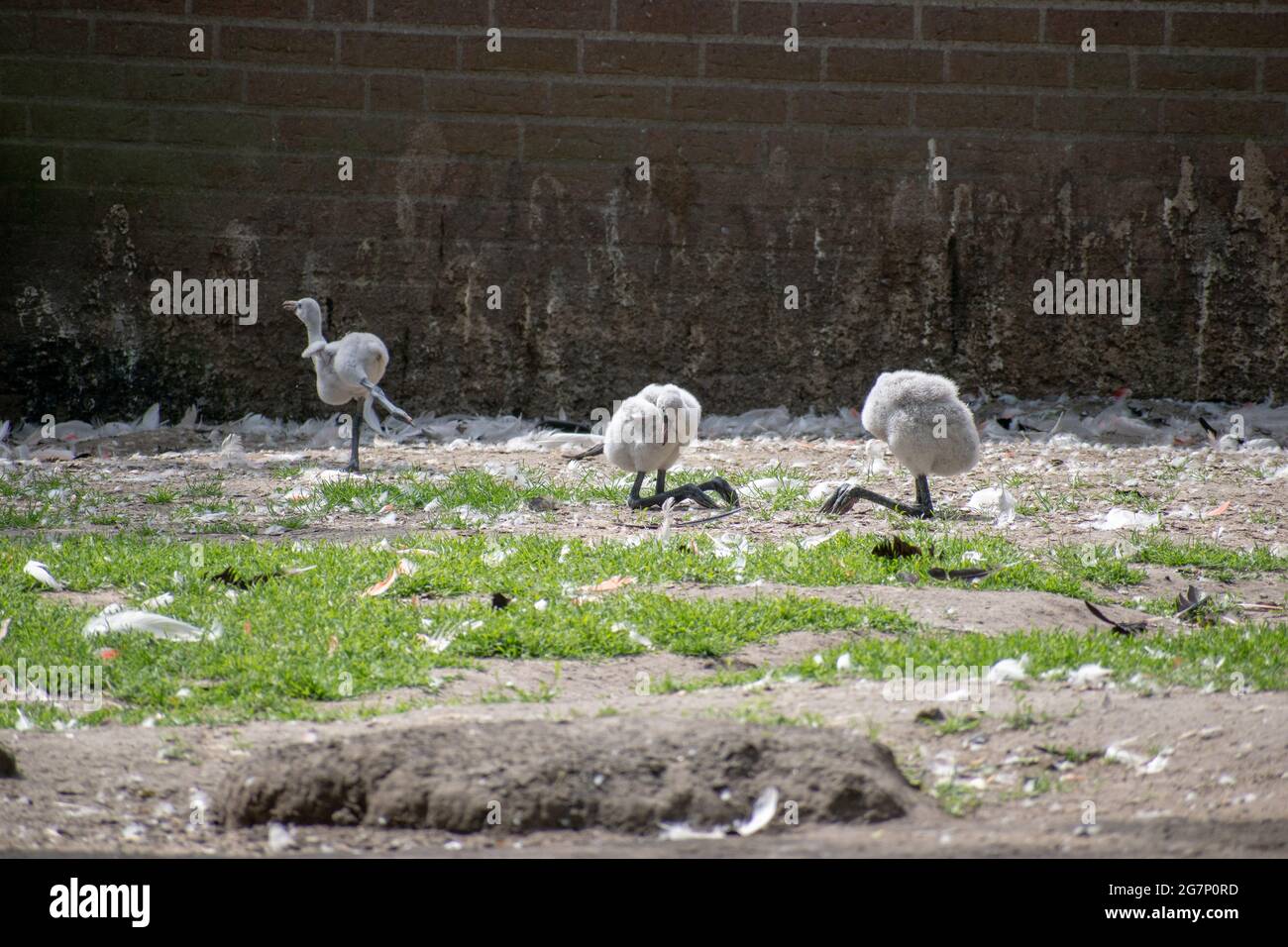Flock of ostrichs in a zoo Stock Photo - Alamy