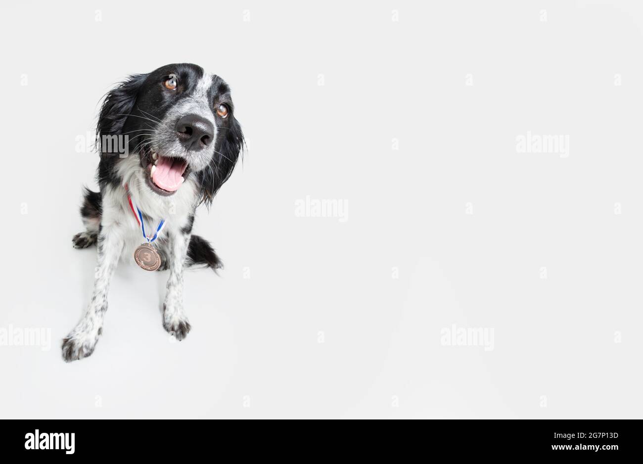 Dog wearing a winning prize copper medal. Dog posing with a medal or ...