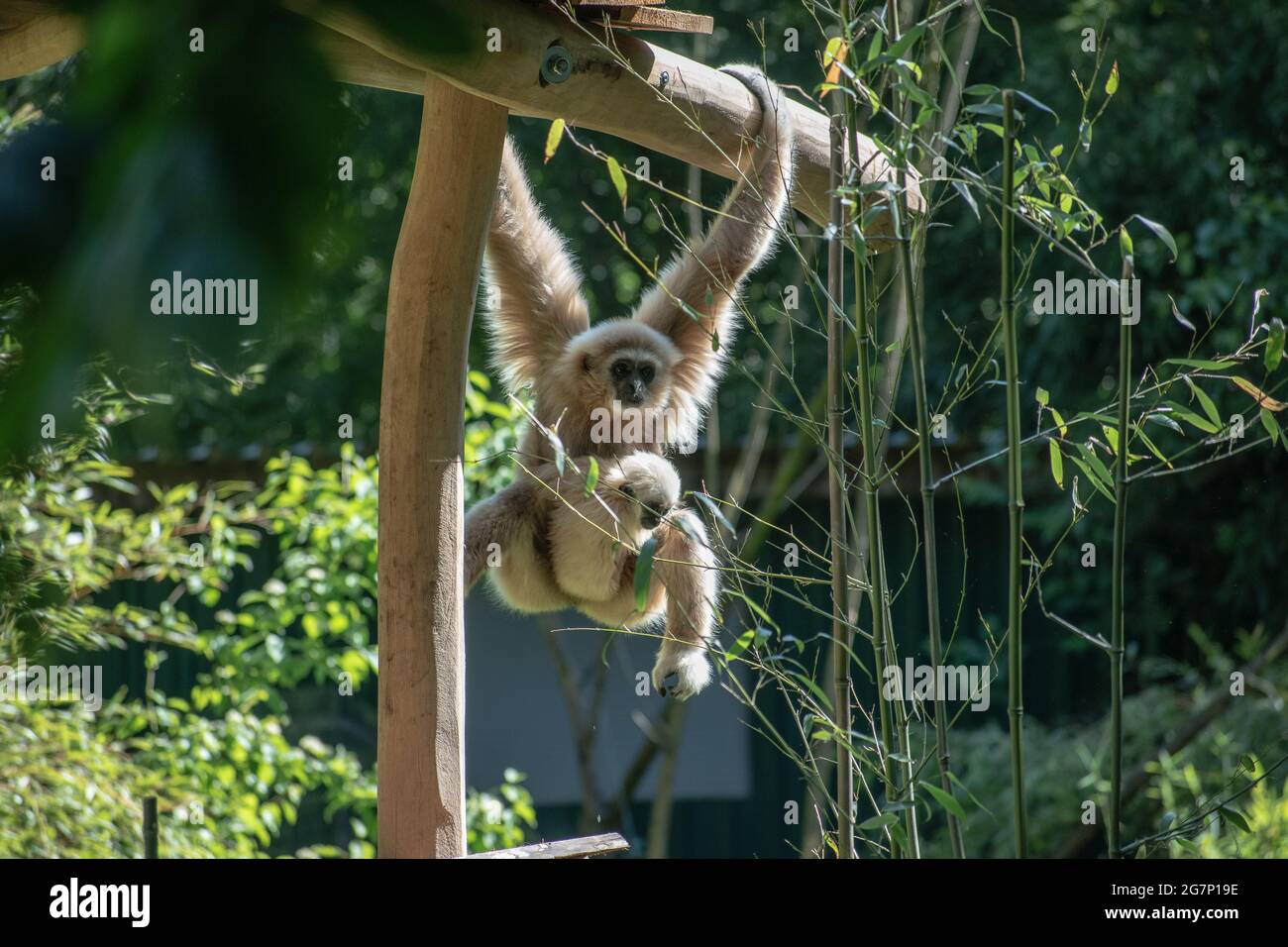 Monkey Hanging From Tail High Resolution Stock Photography and Images ...