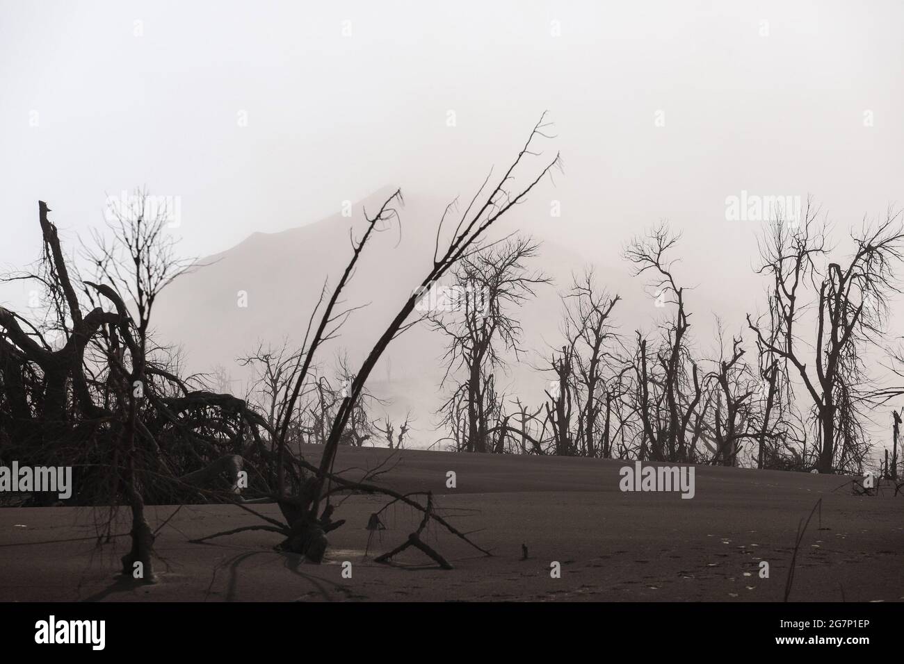 Damaged houses and trees are seen covered in volcanic ash following the ...