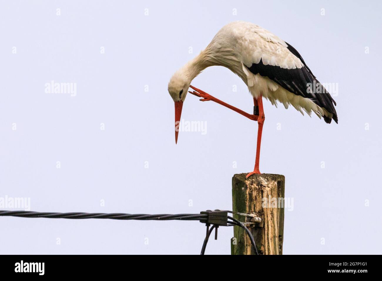 Two storks rest on pole hi-res stock photography and images - Alamy