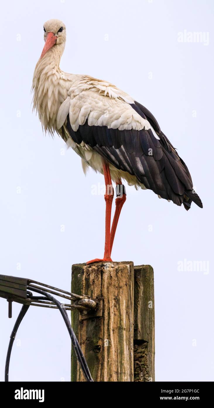 White stork young orange hi-res stock photography and images - Alamy
