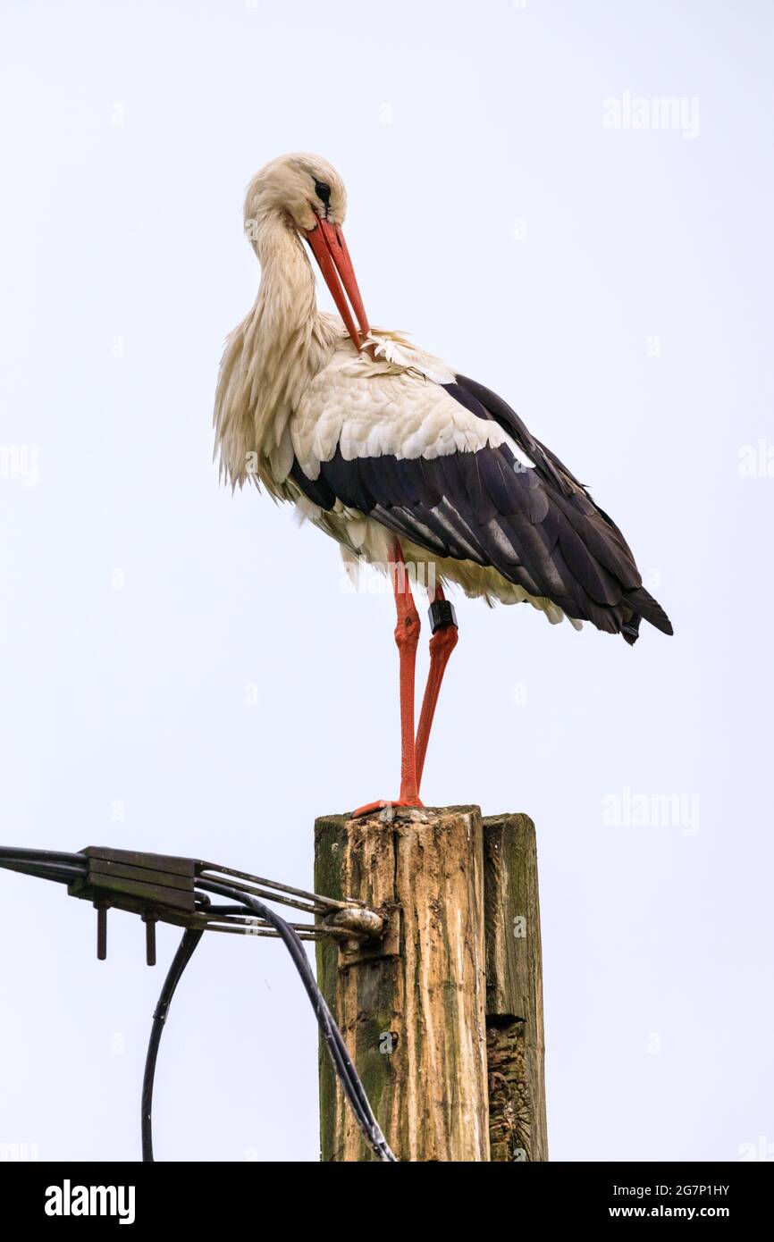 White stork young orange hi-res stock photography and images - Alamy