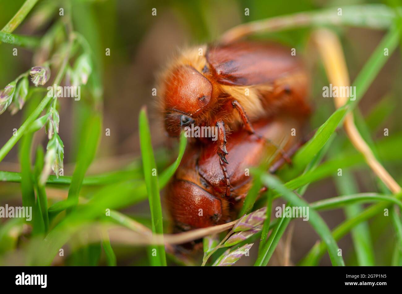 June bug hi-res stock photography and images - Alamy