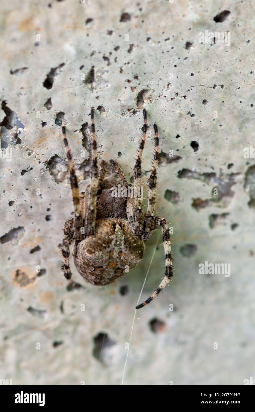 Spider with cross on the back hi-res stock photography and images - Alamy