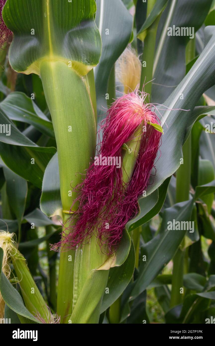 Corn with hair hi-res stock photography and images - Alamy