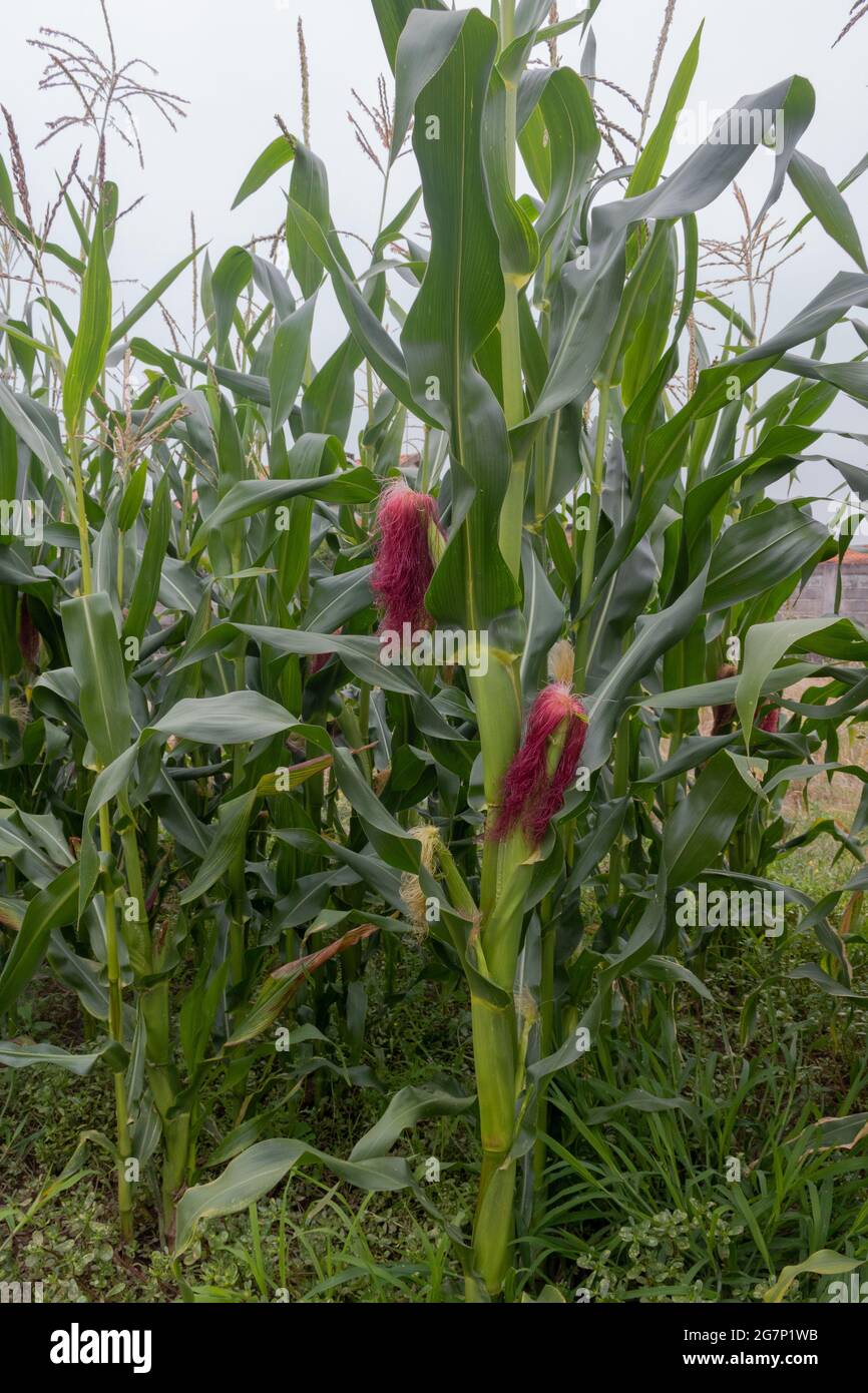 Cornfield with corncobs growing in rural area with corn silk resembling ...